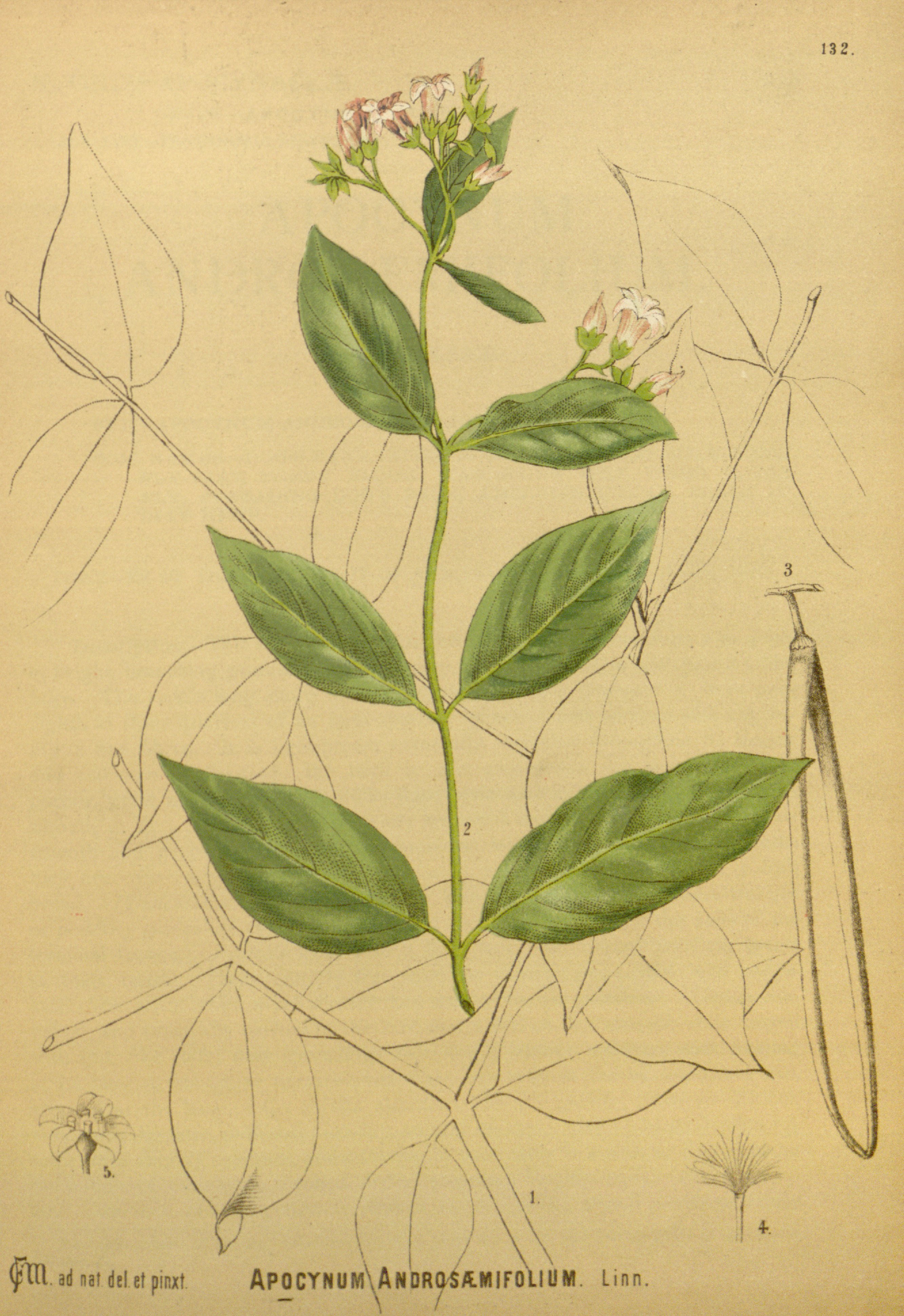 Apocynum Androsaemifolium