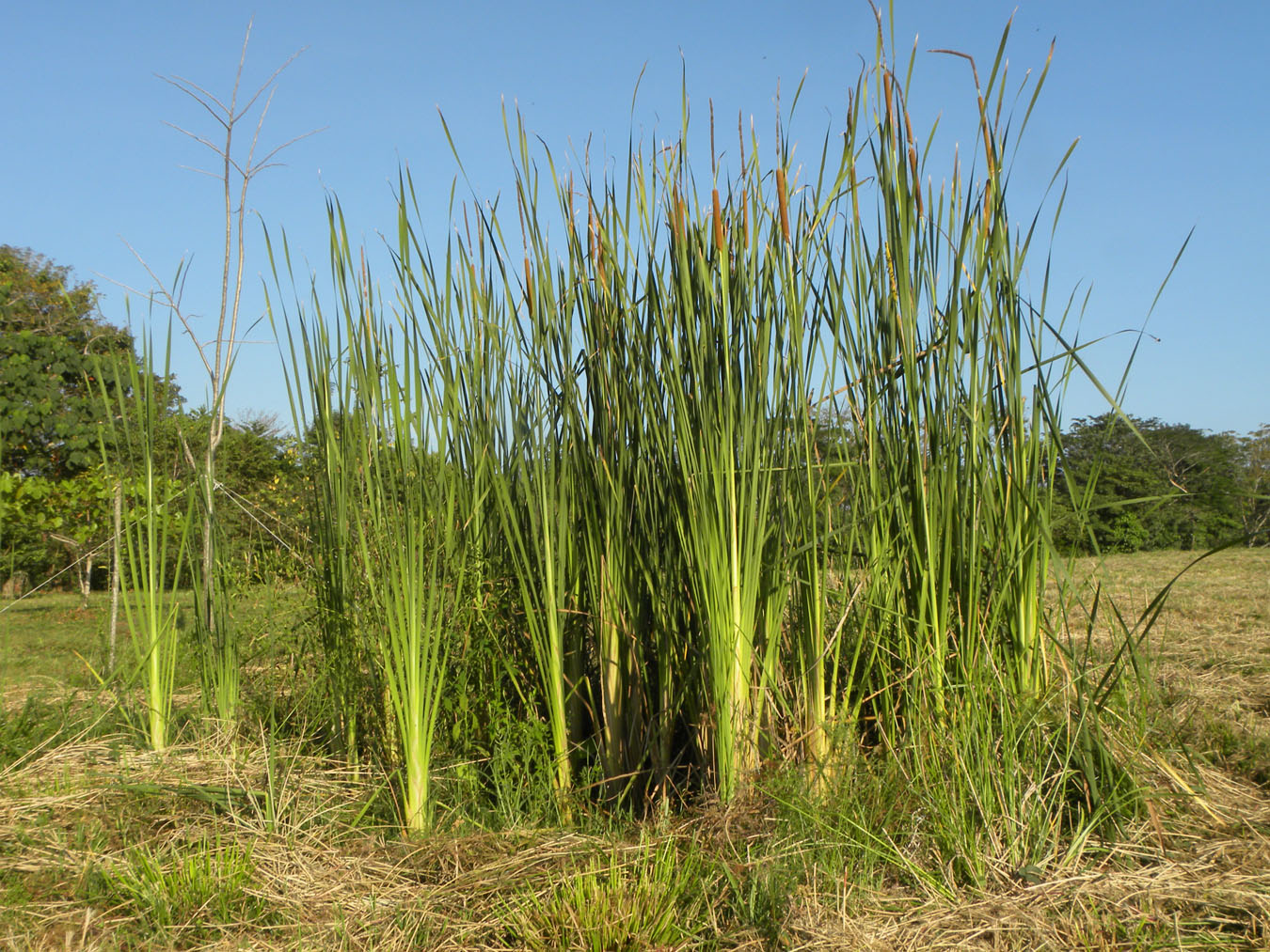 Typha domingensis Images - Useful Tropical Plants