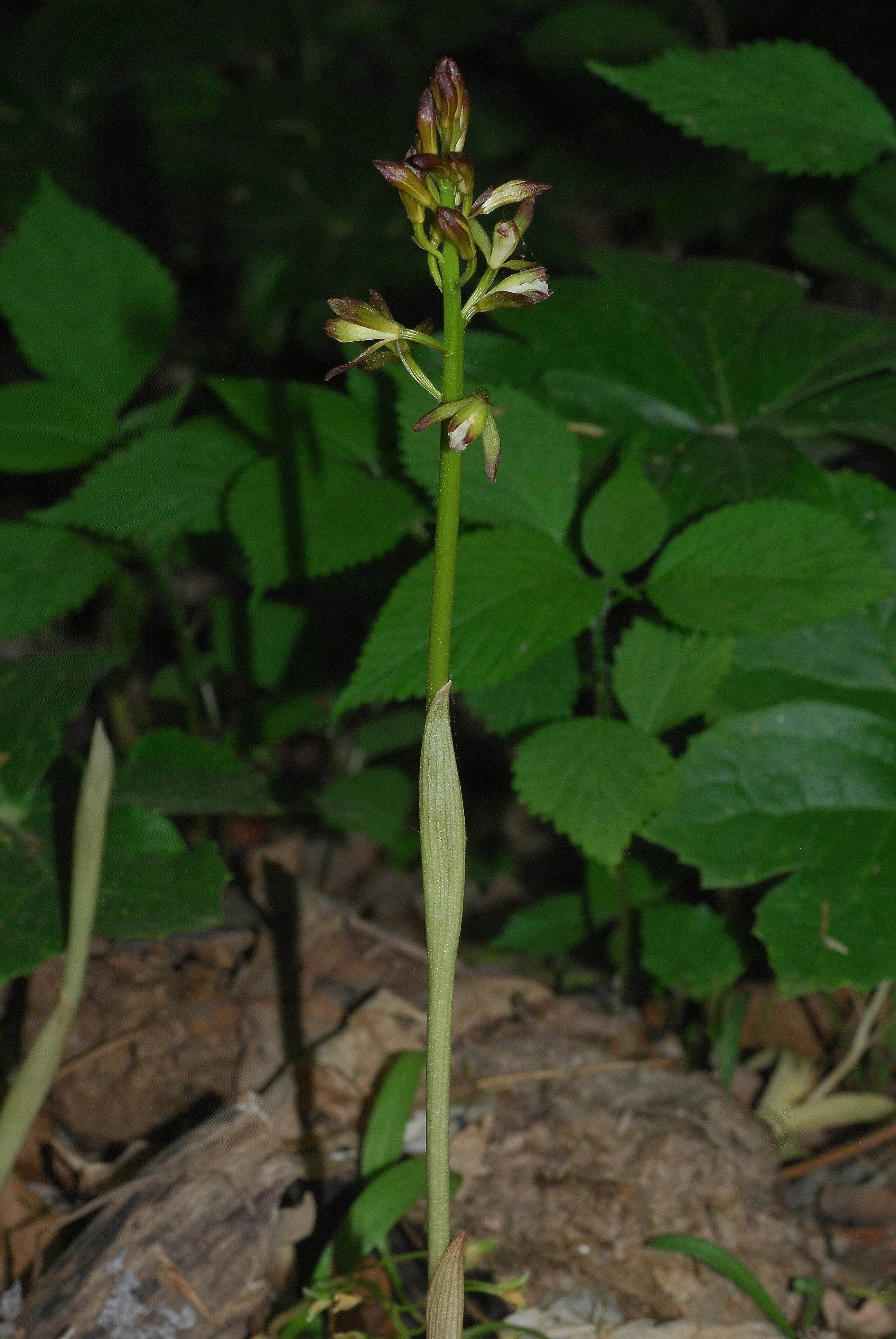 Aplectrum hyemale Images - Useful Tropical Plants