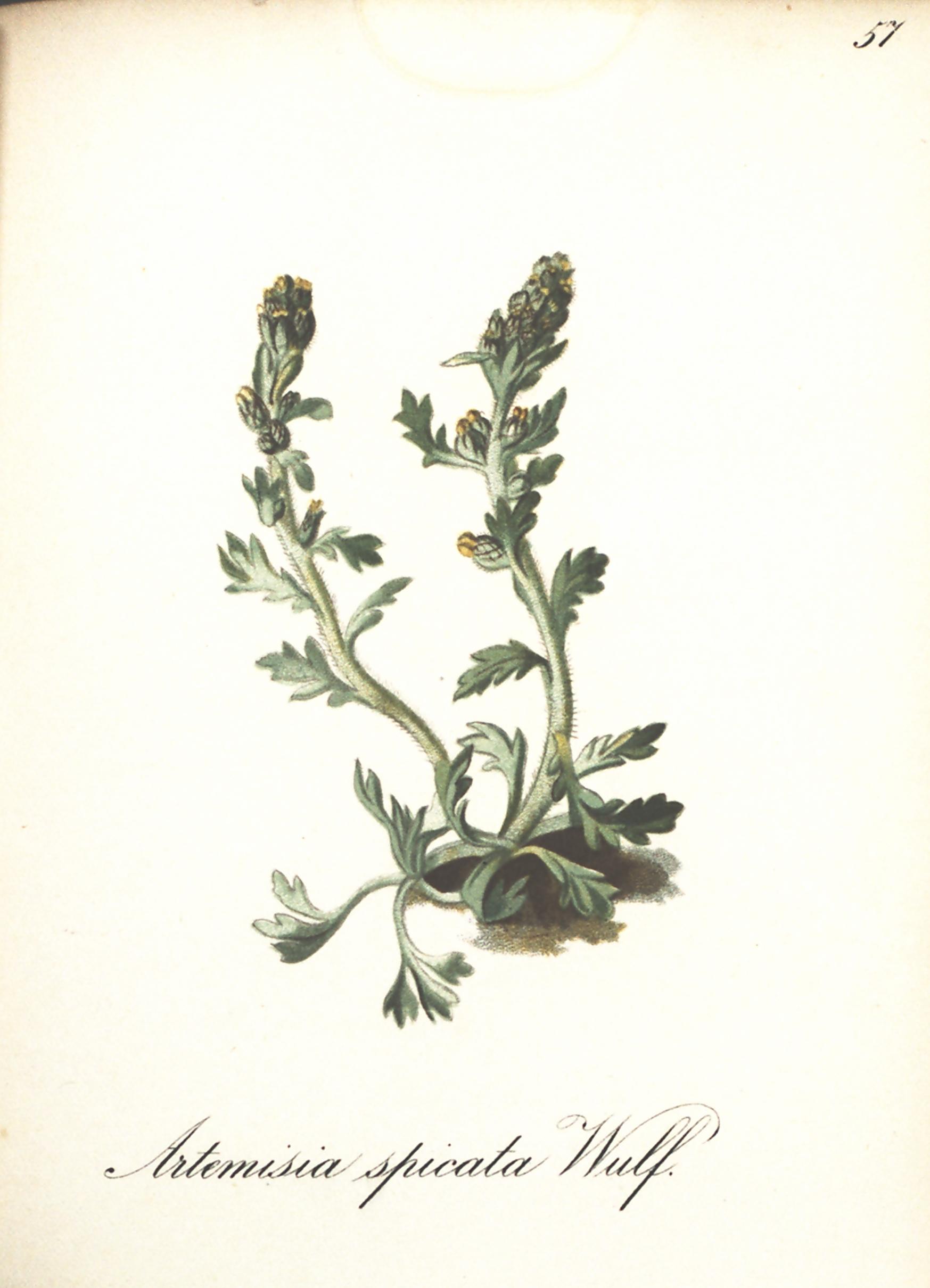 Artemisia genipi Images - Useful Tropical Plants
