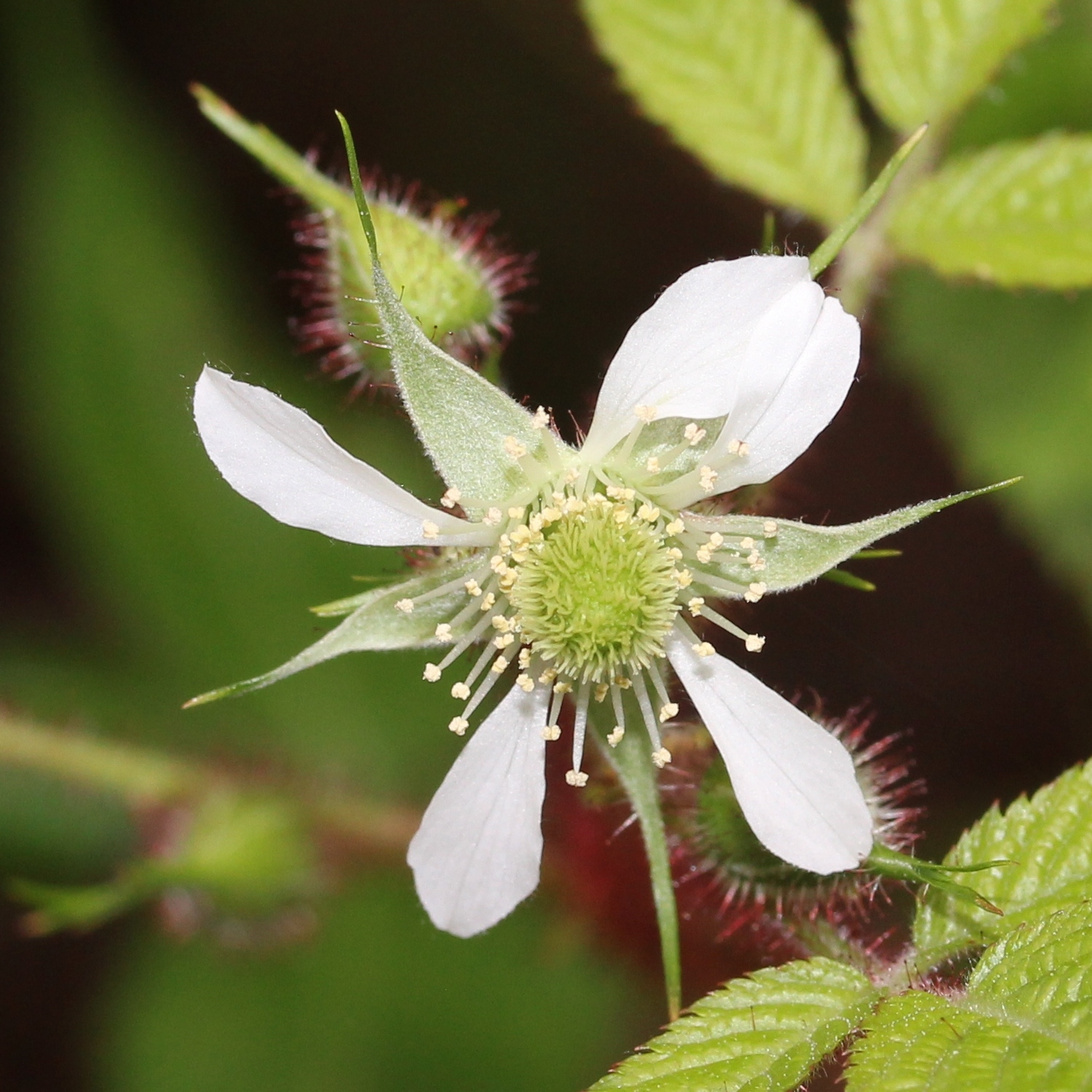 Rubus sumatranus Images - Useful Tropical Plants